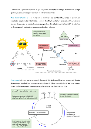 Ejercicios Proteinas - Www - Ejs-Pau-Proteinas user_ Biología II 2º Bachillerato Estudios España ...
