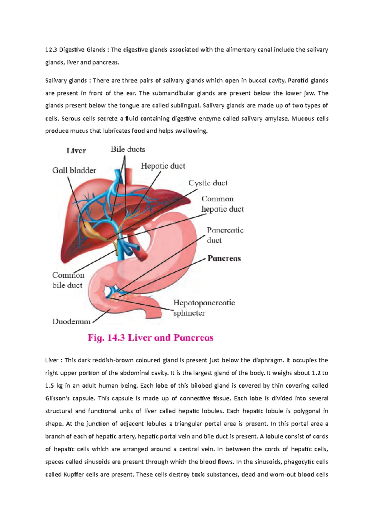 Digestive gland - Salivary glands : There are three pairs of salivary ...