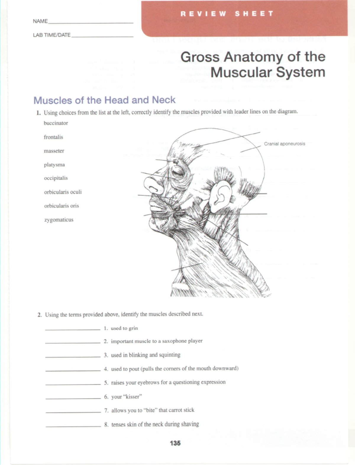 Muscular System Lab Assignment - BIO 231 - Studocu
