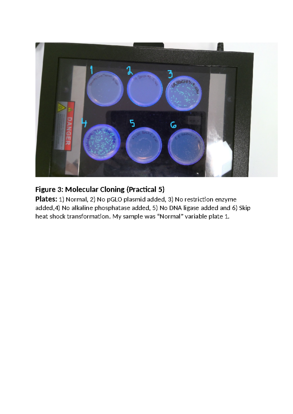 Figure 3 - image from practical 7 - 091314 - Figure 3: Molecular ...