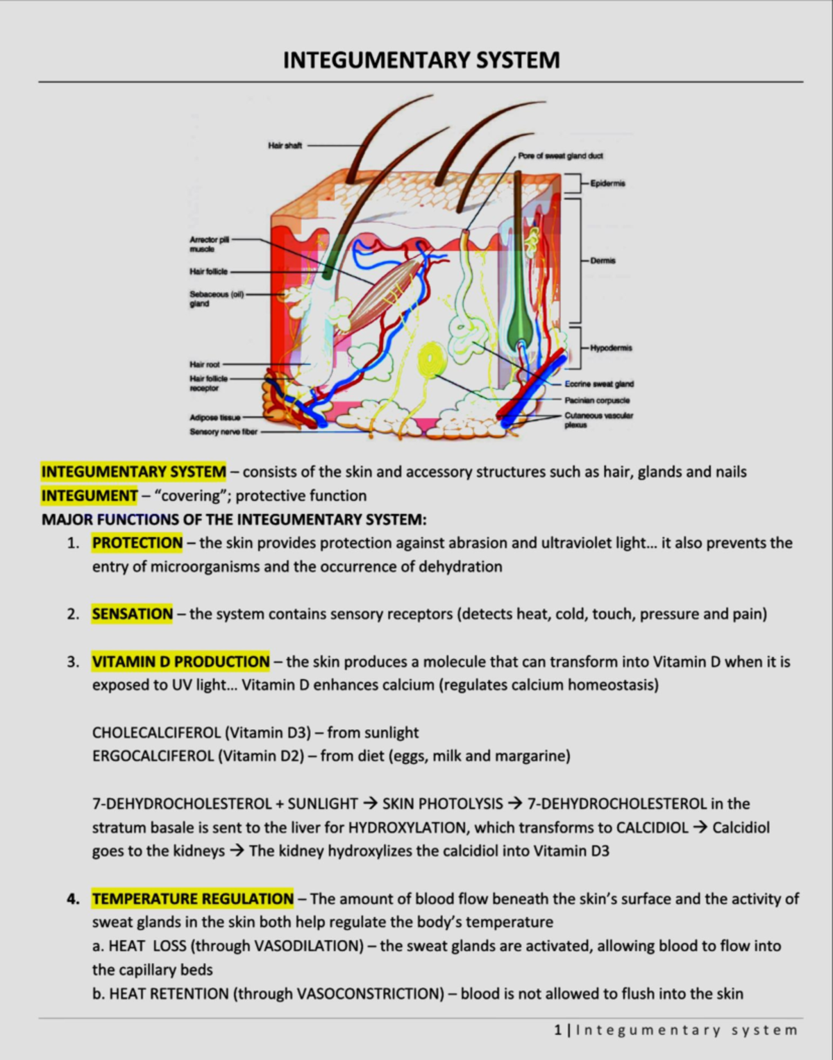 Integumentary - Reviewer - INTEGUMENTARY SYSTEM Hair shaft Pore of sweat gland duct Epidermis ...