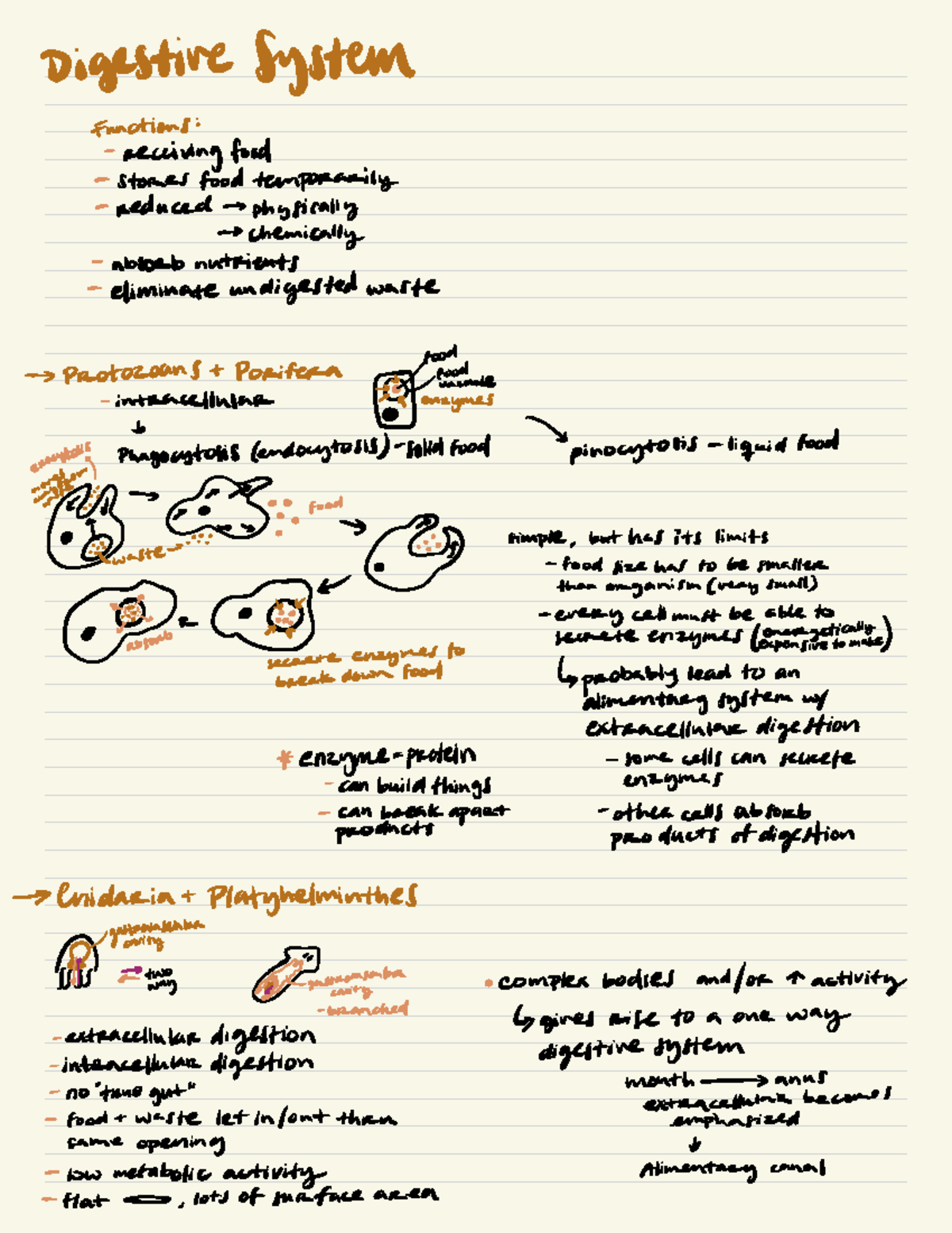 Digestive System - Teacher Name: Nira Clark - Digestive System ...