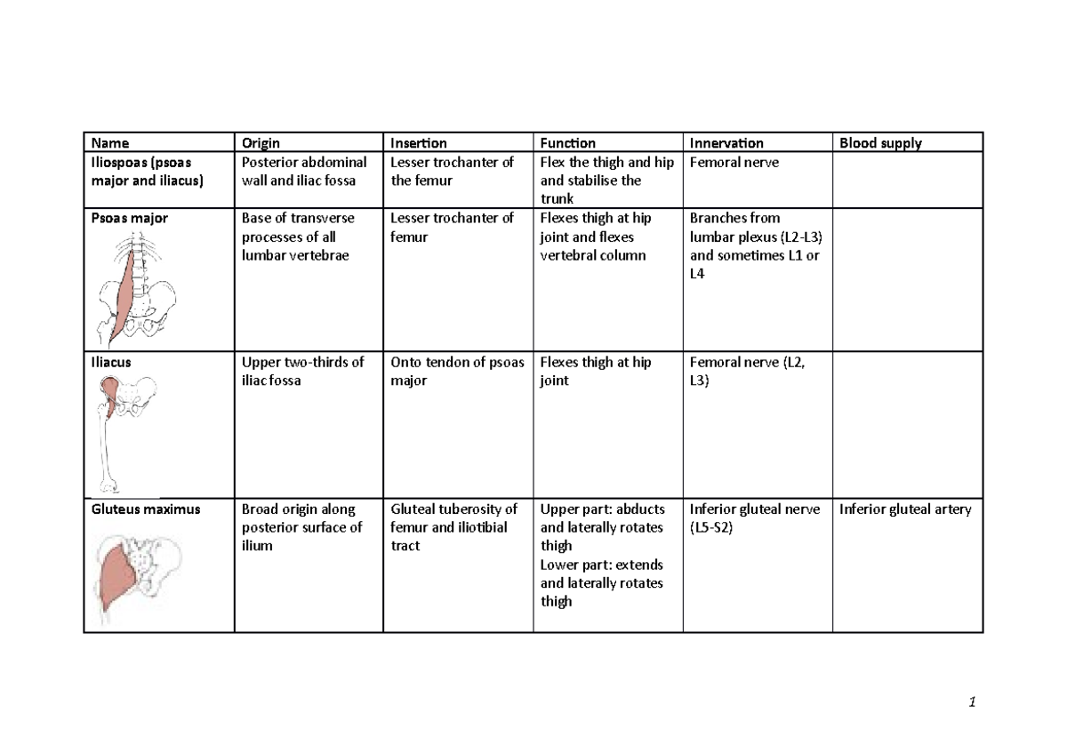 Muscle chart with pictures - Name Origin Insertion Function Innervation ...