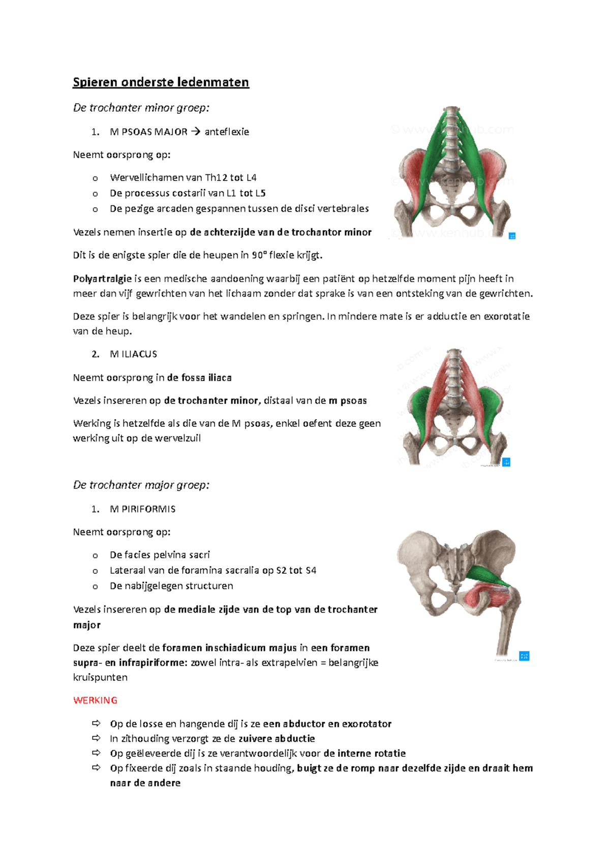 Samenvatting Spieren onderste ledenmaten - Spieren onderste ledenmaten ...