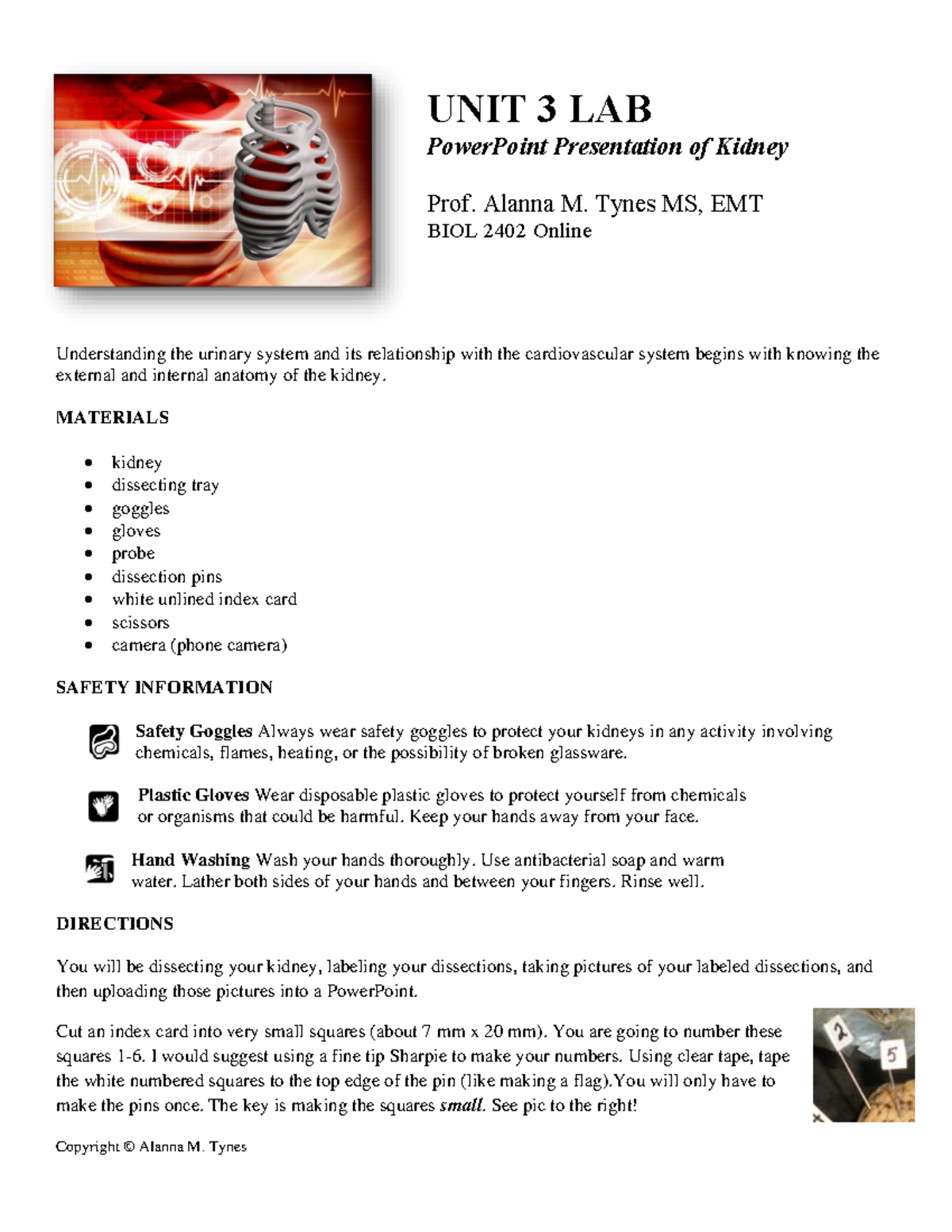 Lab Exam 3 Powerpoint Presentation of Kidney TCC - UNIT 3 LAB PowerPoint Presentation of Kidney ...