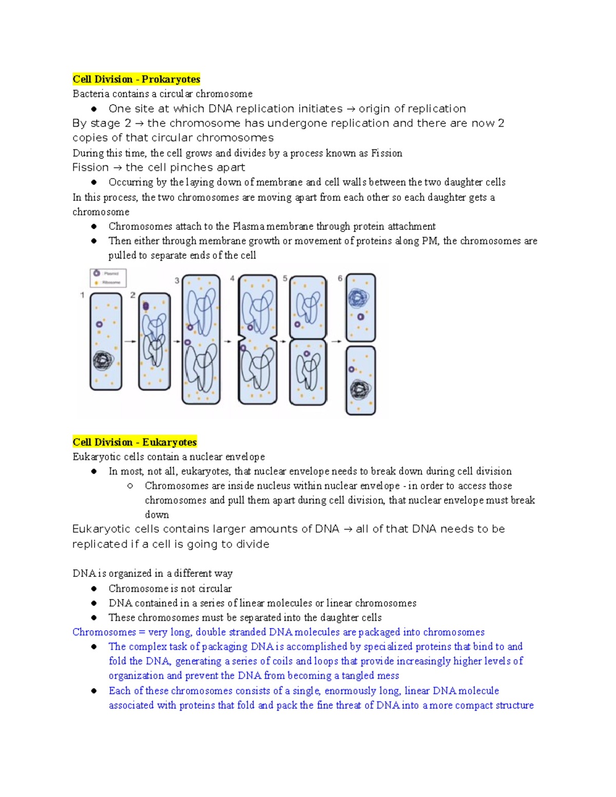 Lecture 20 Cell Division - Cell Division - Prokaryotes Bacteria ...