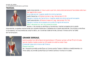 Organi cavi e pieni e regioni del corpo; termini anatomici - 1 LEZIONE ...