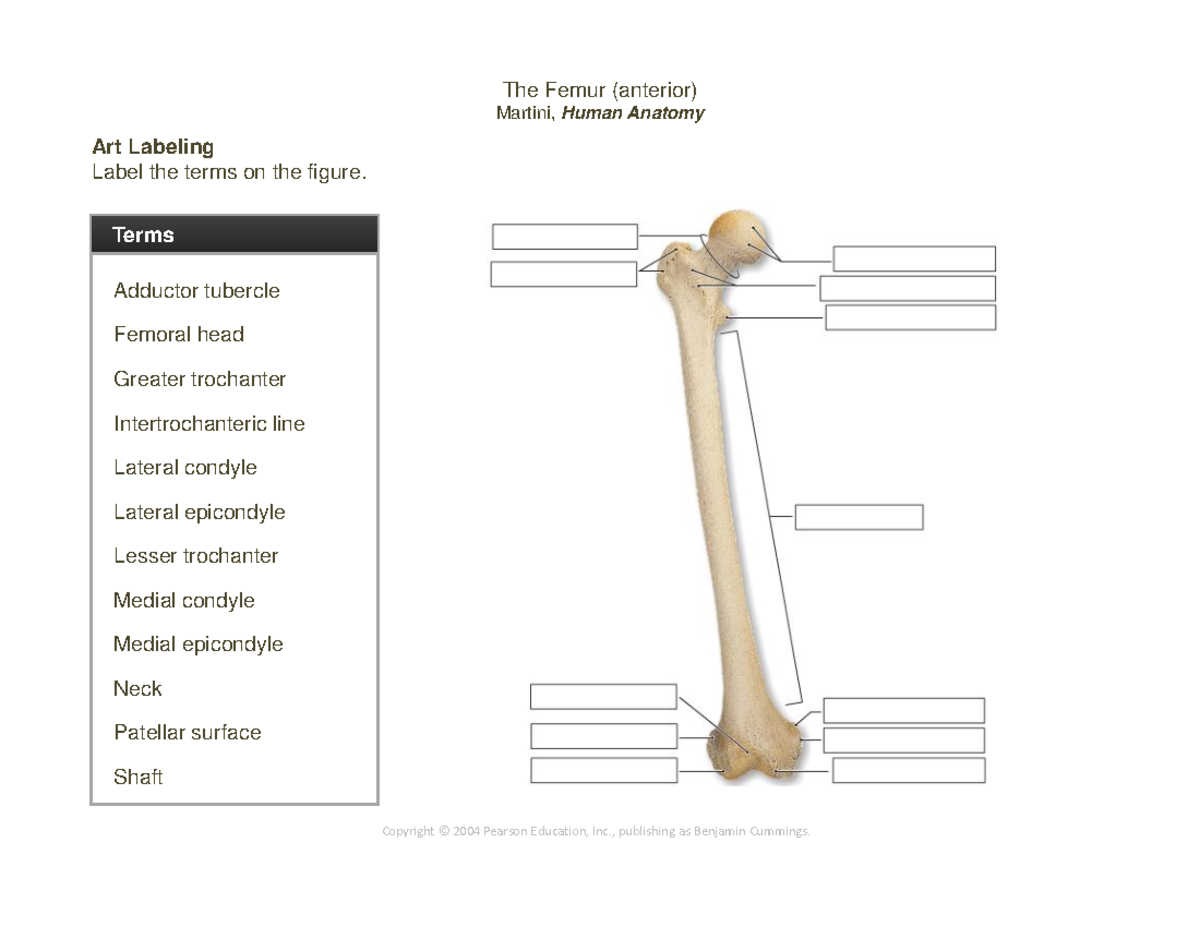 7 The Femur anterior - Label the blank - ap101 - Term List (10 ...
