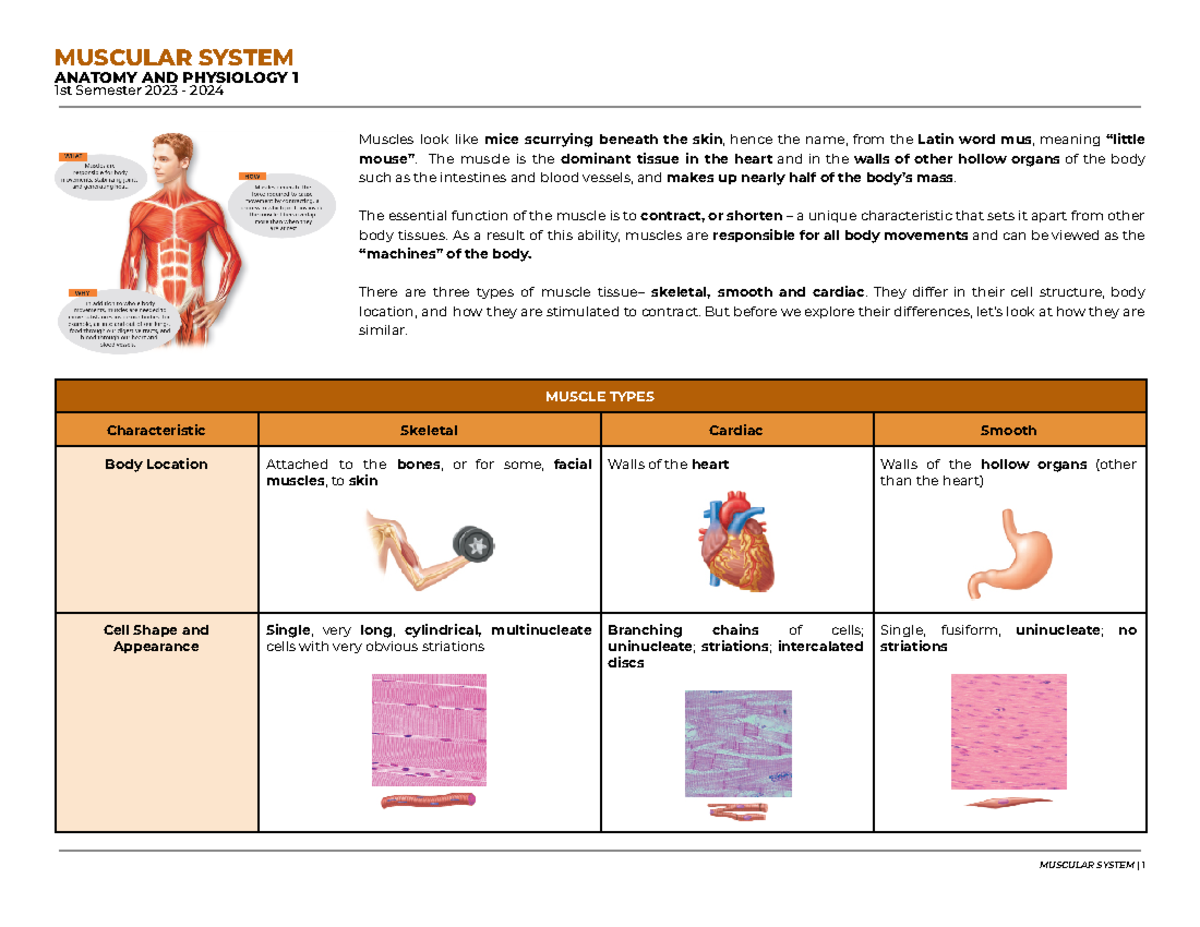Muscular System - MUSCULAR SYSTEM ANATOMY AND PHYSIOLOGY 1 1st Semester ...