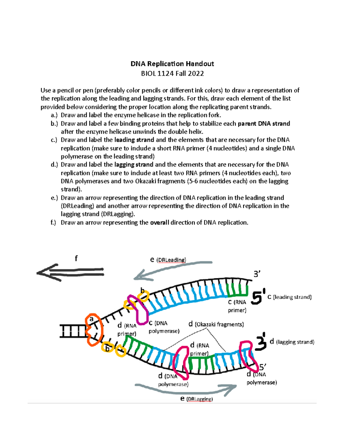 DNA Replication Handout KEY - DNA Replication Handout BIOL 1124 Fall ...