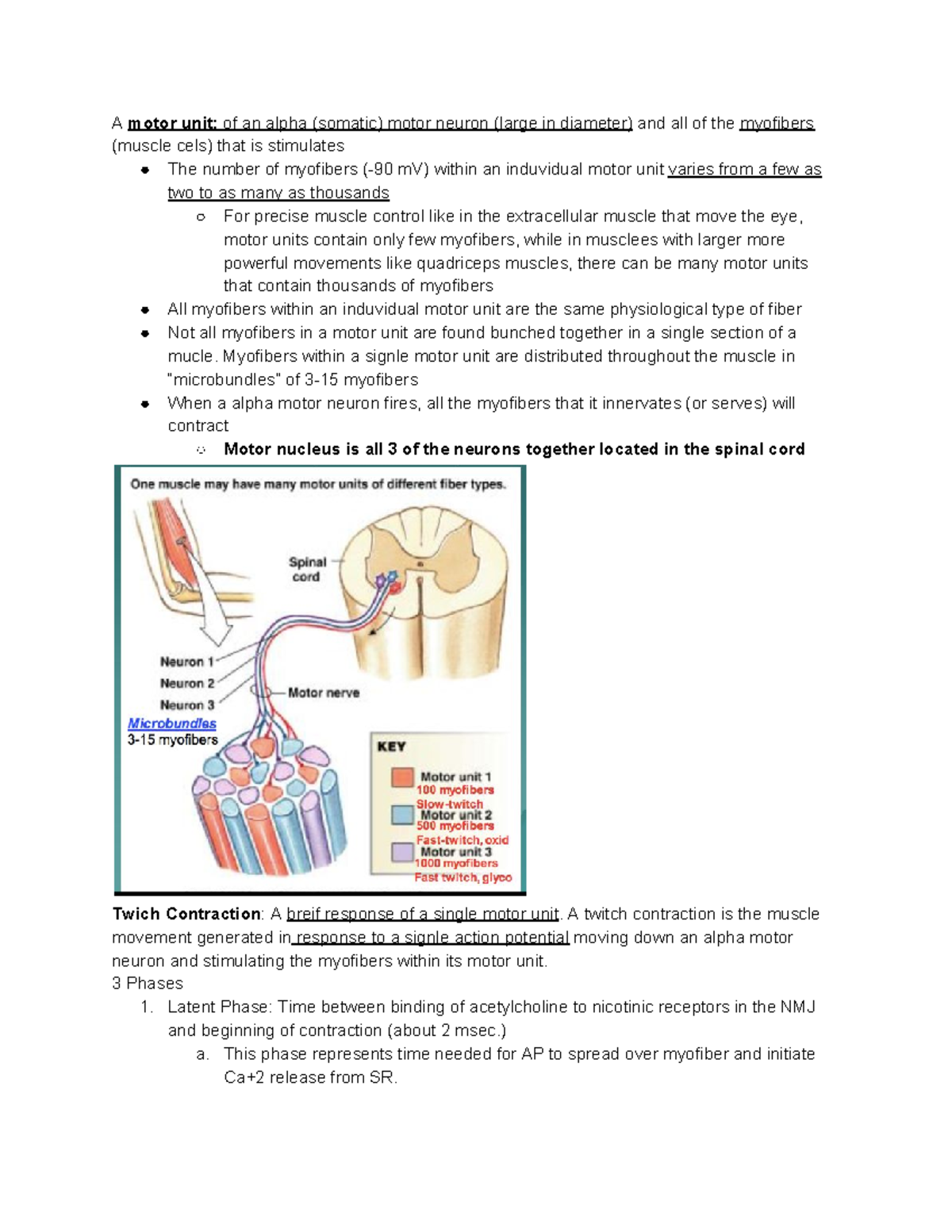 Lecture 12 Function of skeletal and smooth muscle - A motor unit: of an ...
