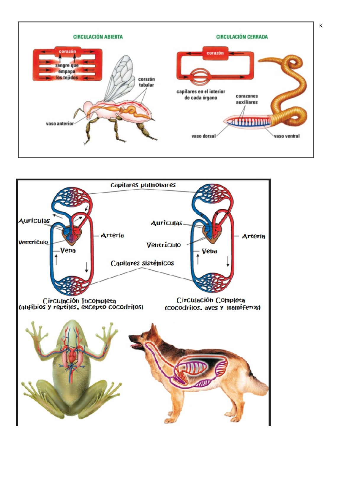 K - bbbbbbbbbb - Maria Rosa Jimenez Ramos nrc 7755 Eeevg - K D - Studocu
