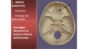 Apparato Muscolare - Anatomia Biellli - APPARATO MUSCOLARE Le fibre ...