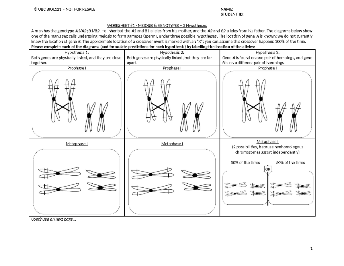Worksheet #1 - Meiosis & Genotypes - 3 hypotheses - WORKSHEET #1 ...