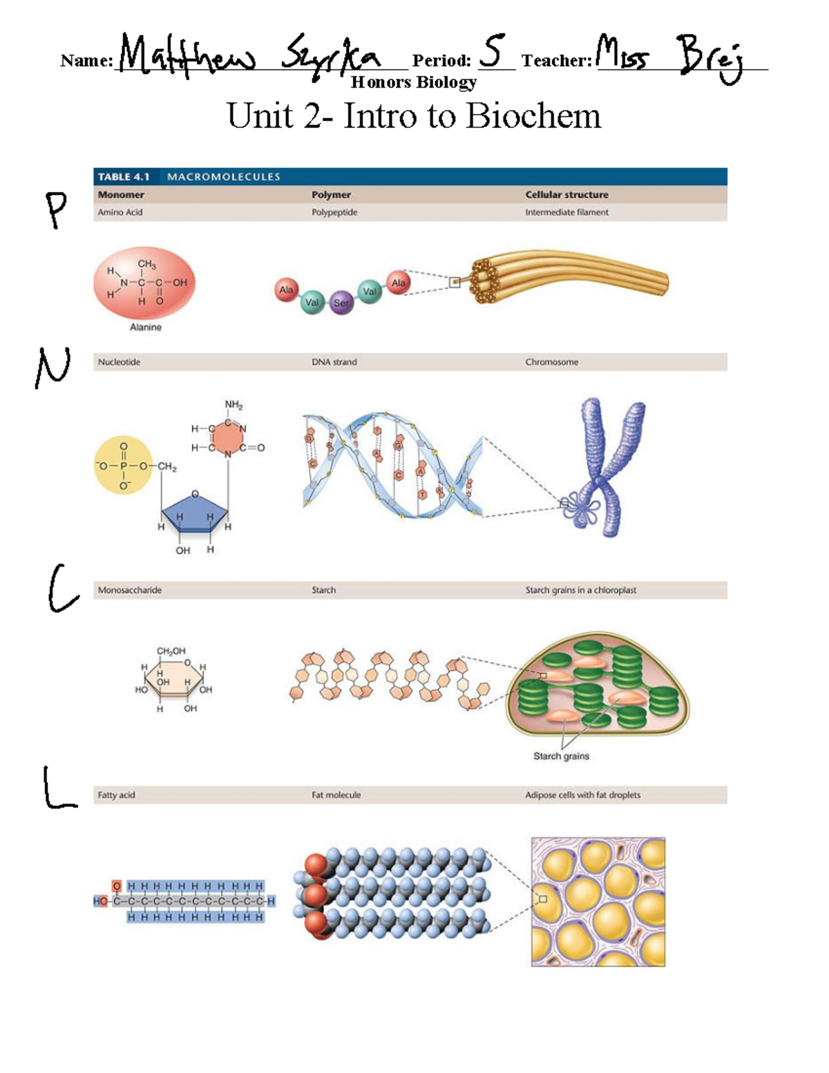 Unit 2 Guided Notes 2- Organic Chem Carbohydrates Proteins Enzymes and ...