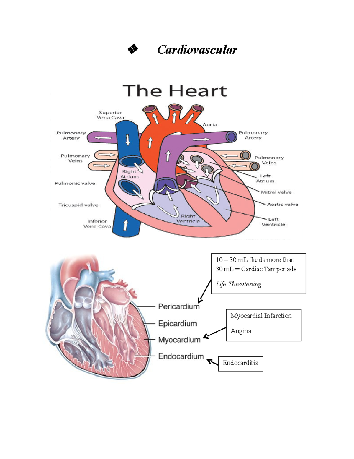 Cardiovascular System Nclex-1 - Cardiovascular Myocardial Infarction ...