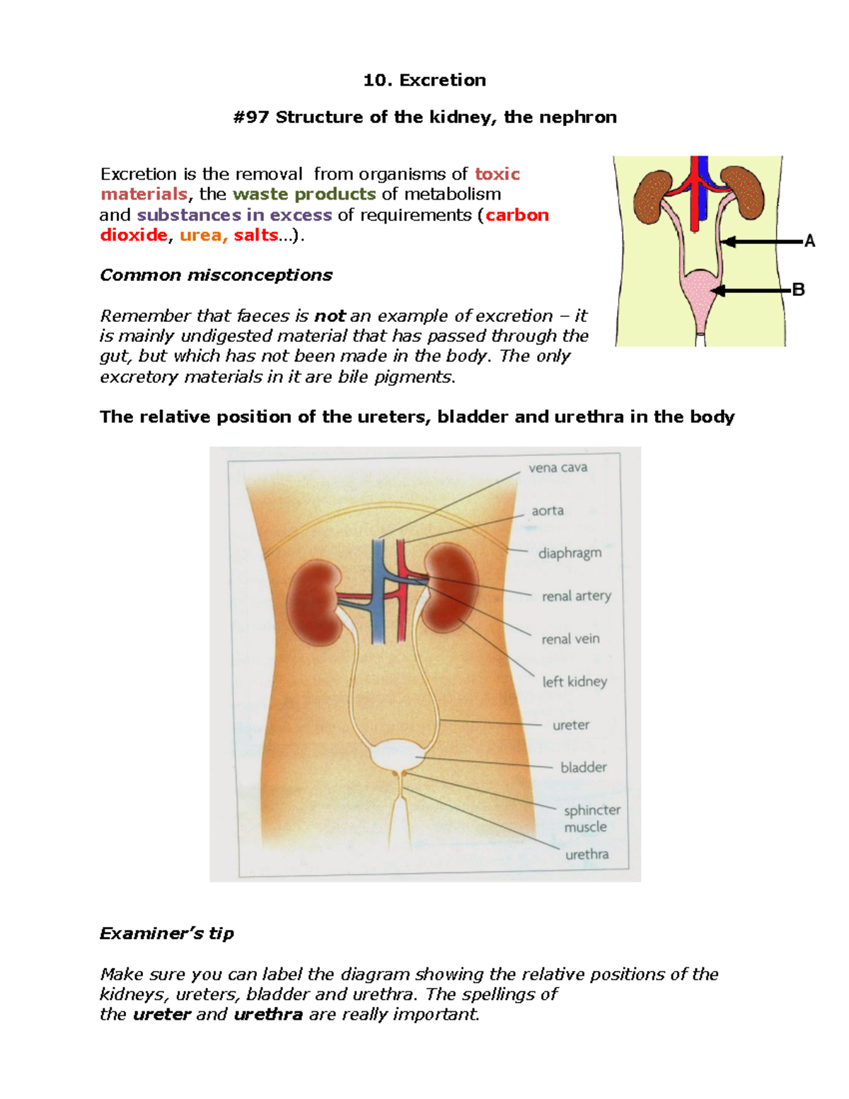 Excretion - Lecture notes 10 - Excretion #97 Structure of the kidney ...