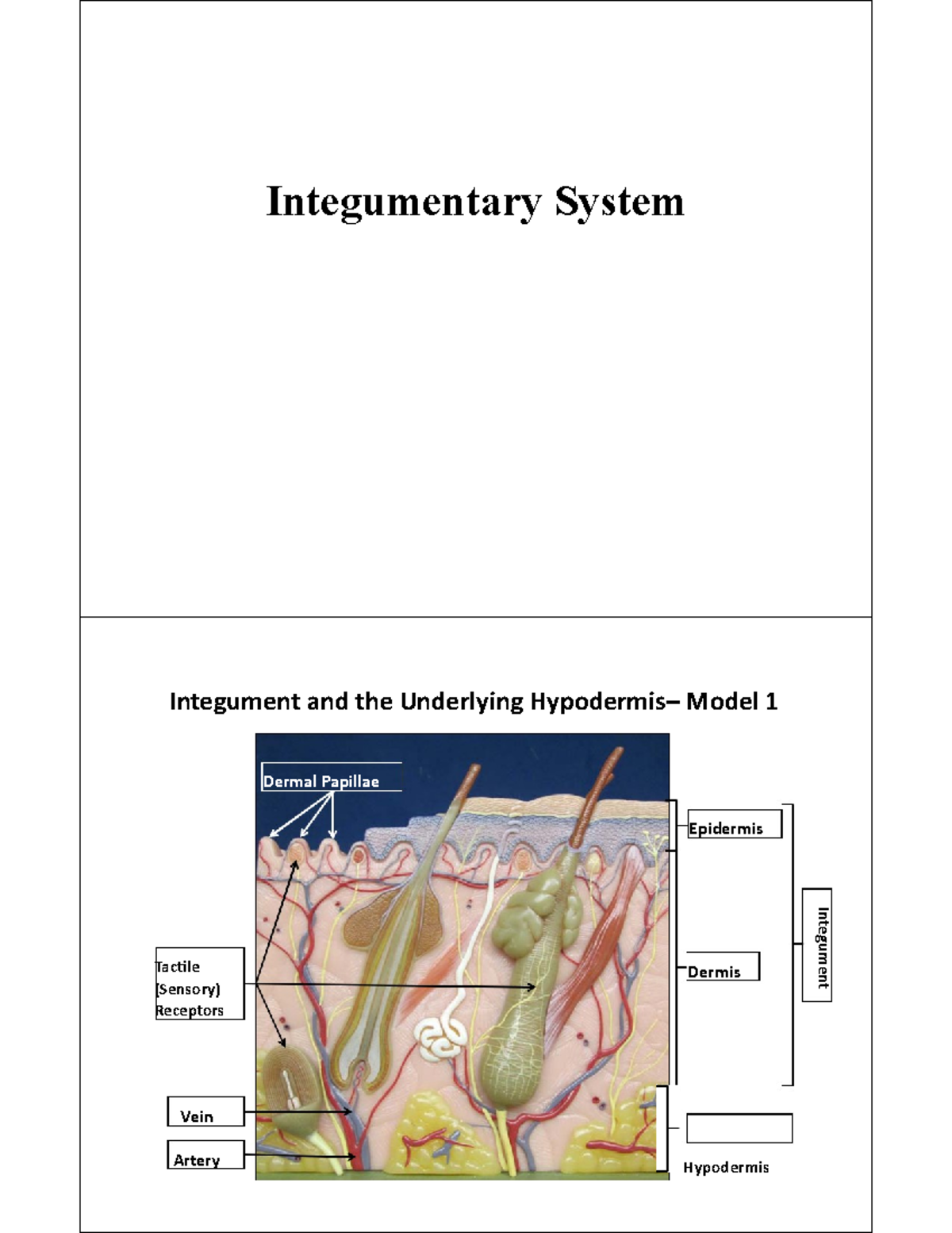 Integum System - These are lecture notes from Human Anatomy Physiology ...