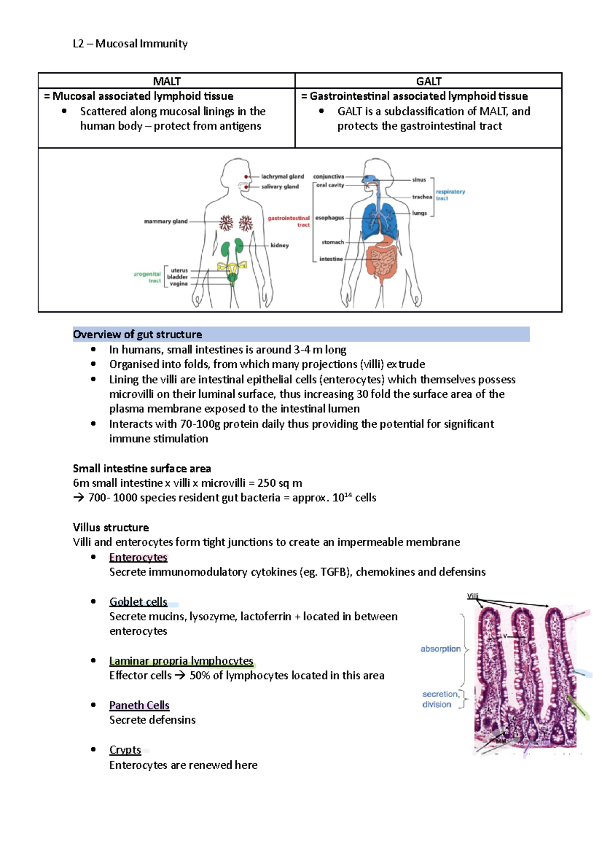 L2 - Mucosal Immunity - L2 – Mucosal Immunity MALT GALT = Mucosal ...