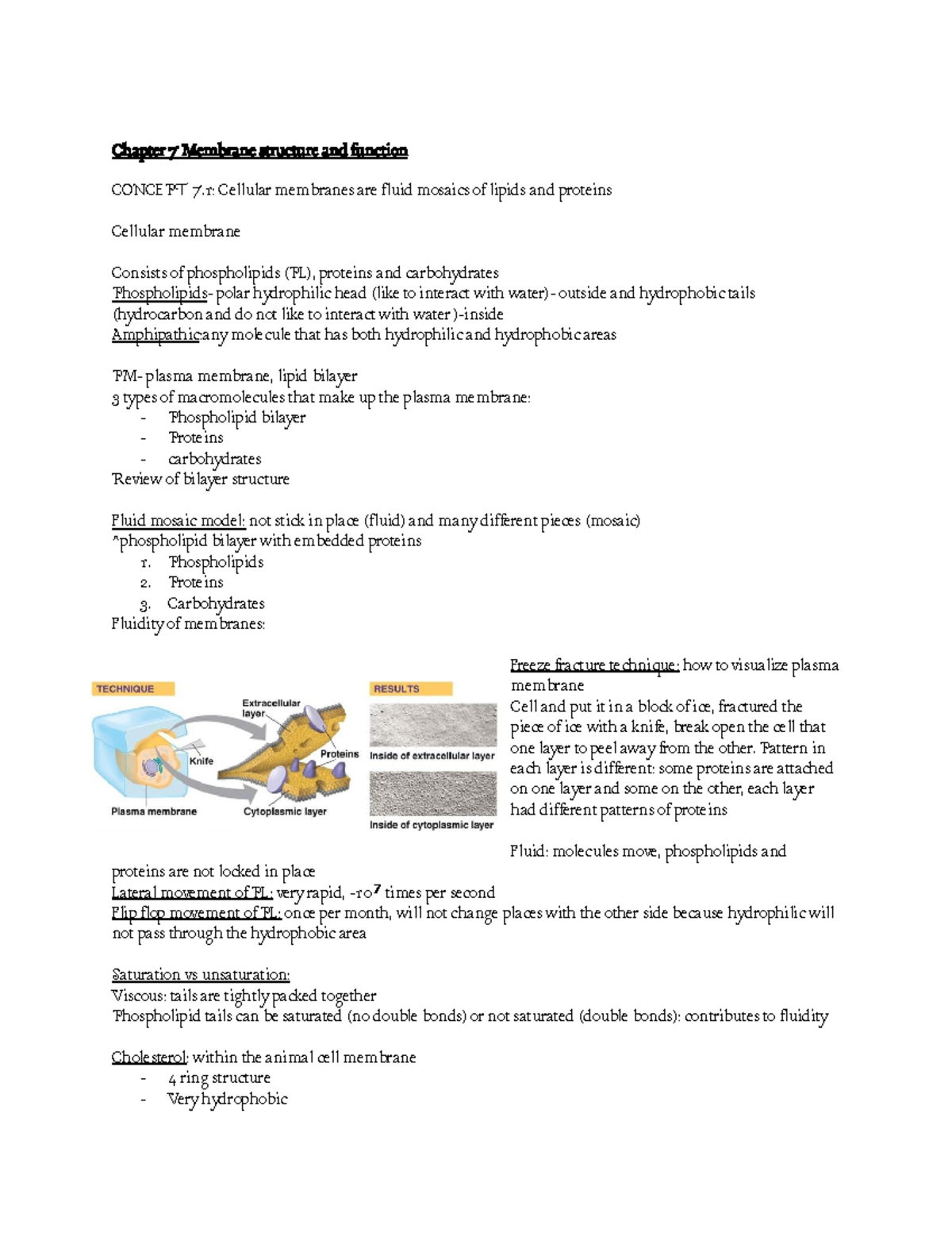 Biology Chapter 7 notes - Chapter 7 Membrane structure and function ...