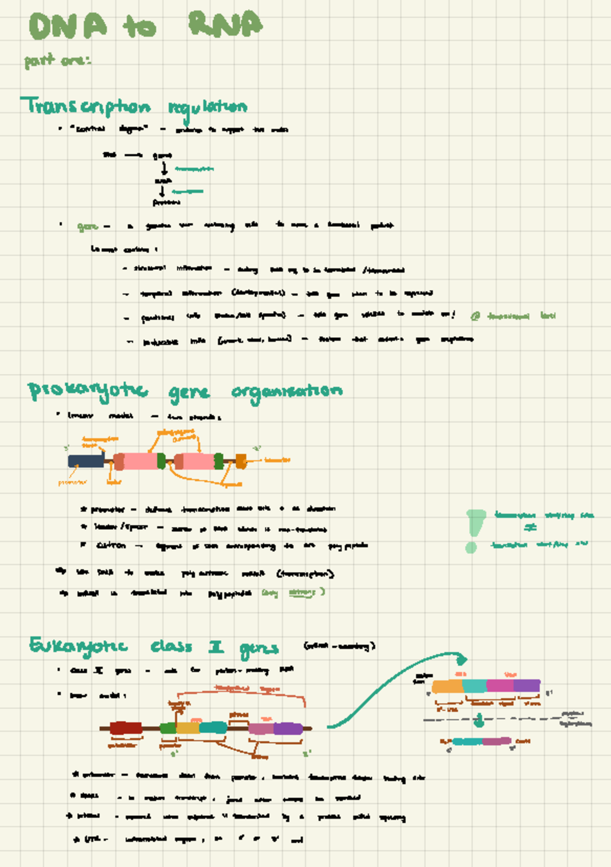 Module 4 - DNA To RNA - notes - DNA to RNA part one: Transcription ...