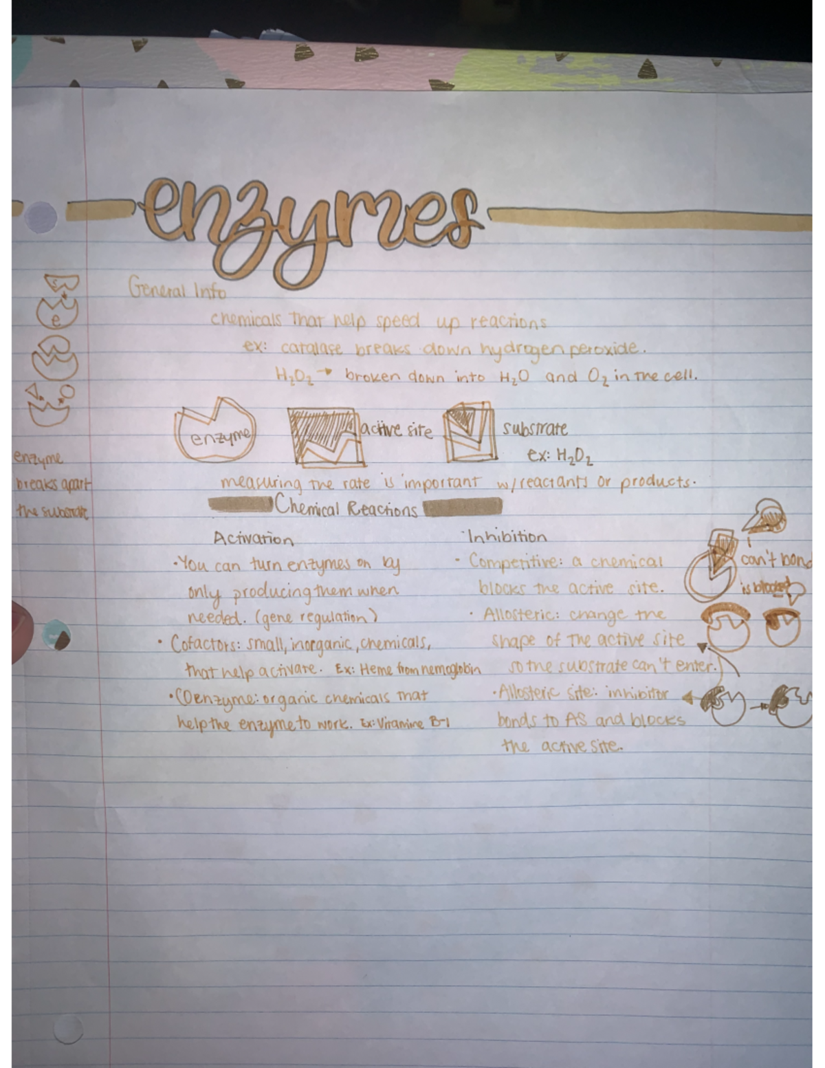 Enzymes AP Bio notes - Studocu