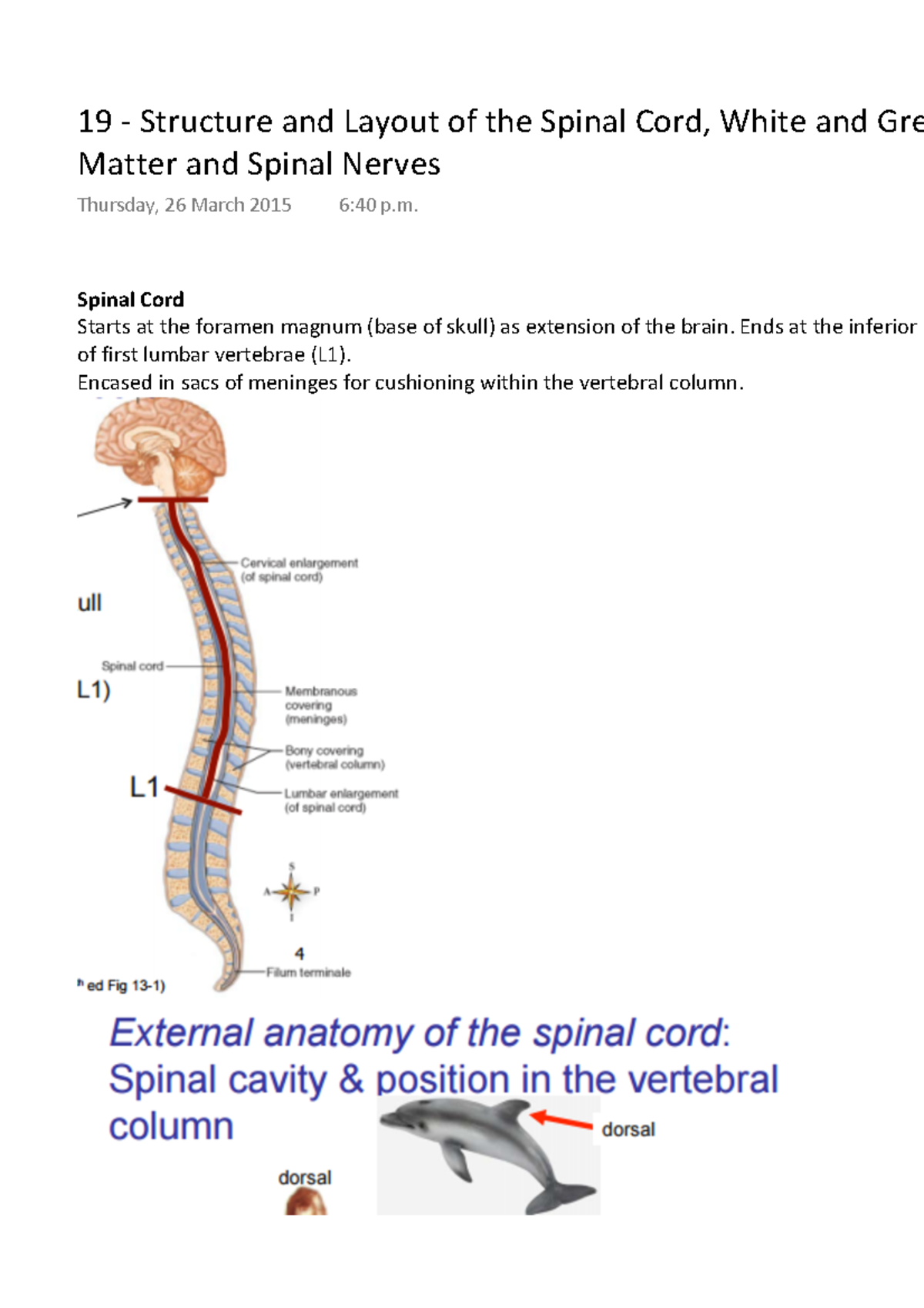 19 - Structure and Layout of the Spinal Cord, White and Grey Matter and ...