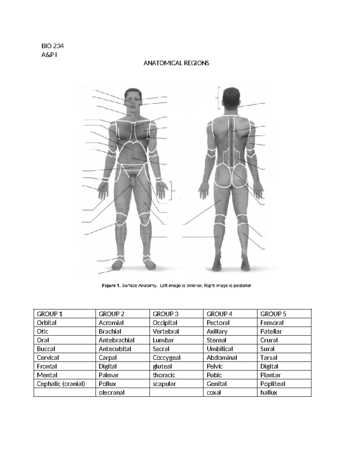BIO 234 Anatomical regions Labeling - BIO 234 - BIO 234 A&P I ...