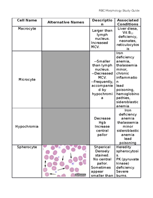 RBC Morphology Study Guide - StuDocu