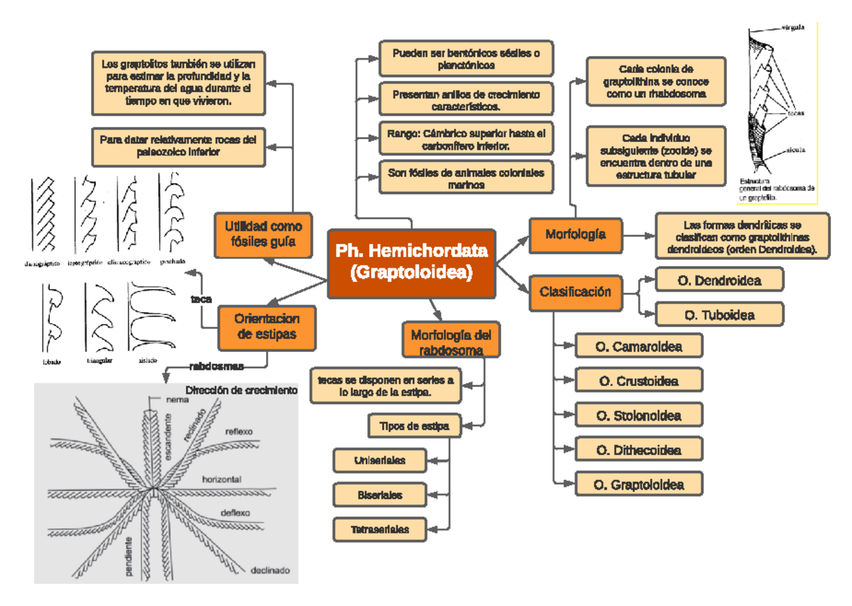 Graptoloidea - ADASDAS - Ph. Hemichordata (Graptoloidea) Son fósiles de ...