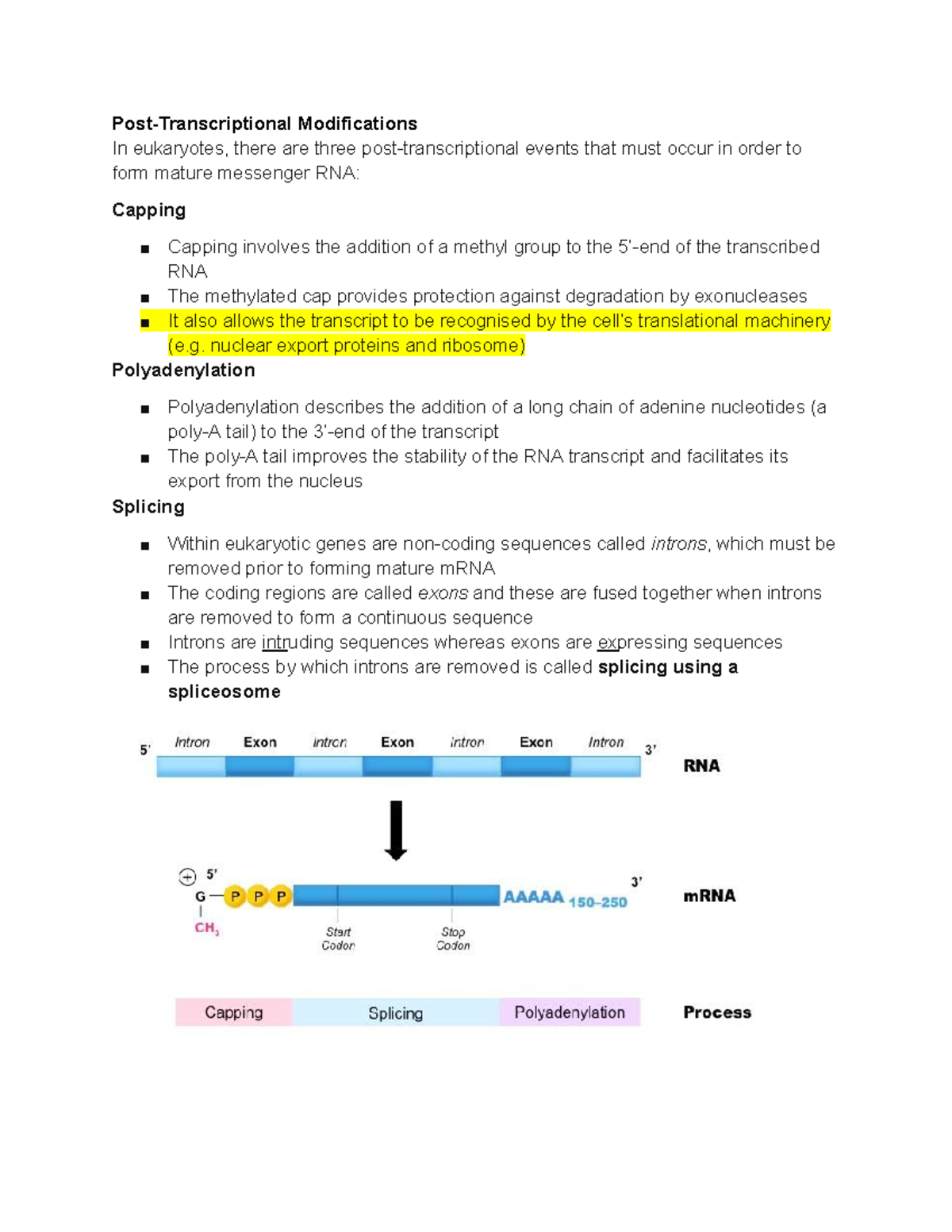Post-Transcriptional Modifications - nuclear export proteins and ...