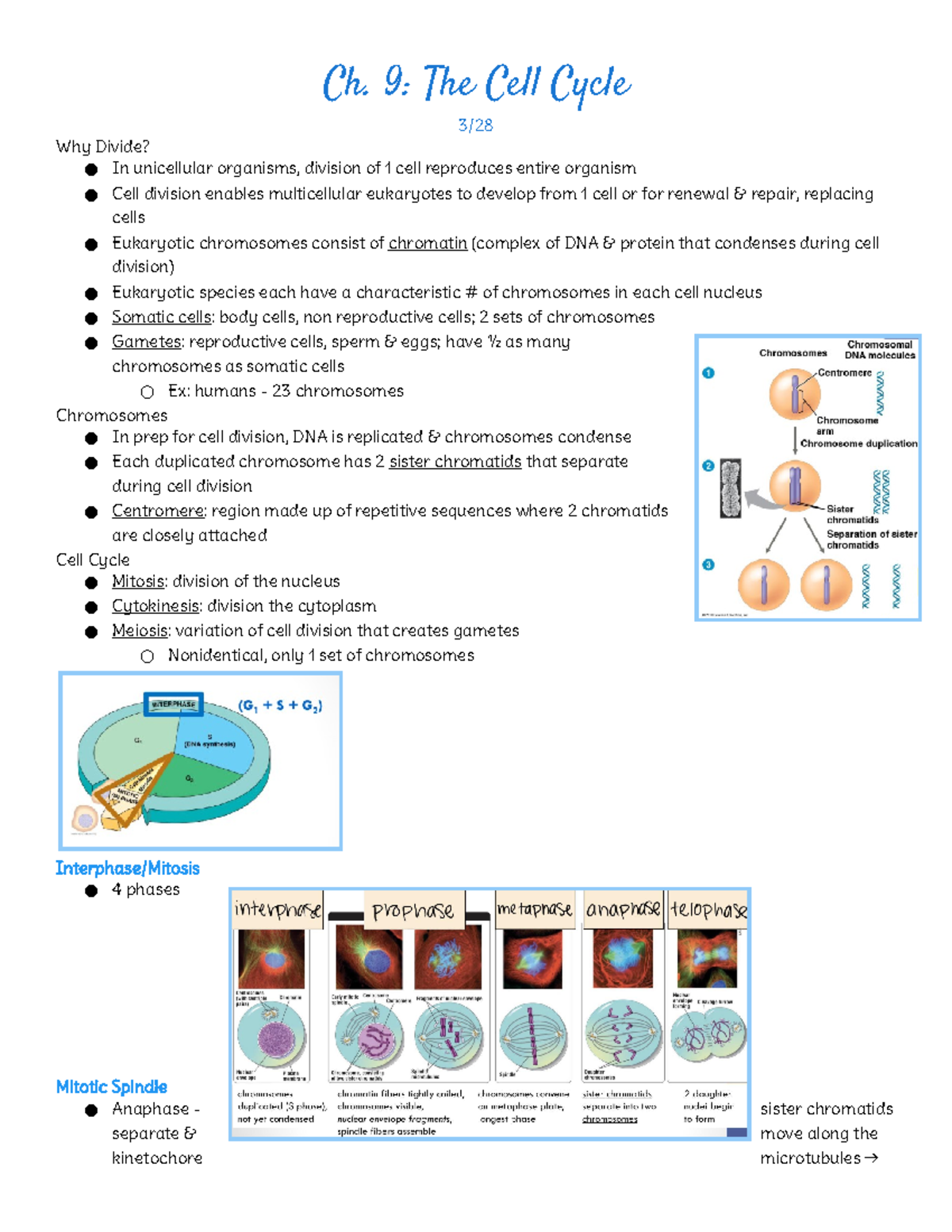 Ch. 9: The Cell Cycle - Ch. 9: The Cell Cycle 3/ Why Divide? In ...