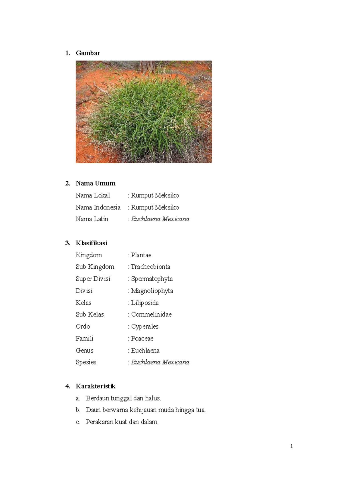 4 ISI - Tugas Individu - Gambar Nama Umum Nama Lokal : Rumput Meksiko ...