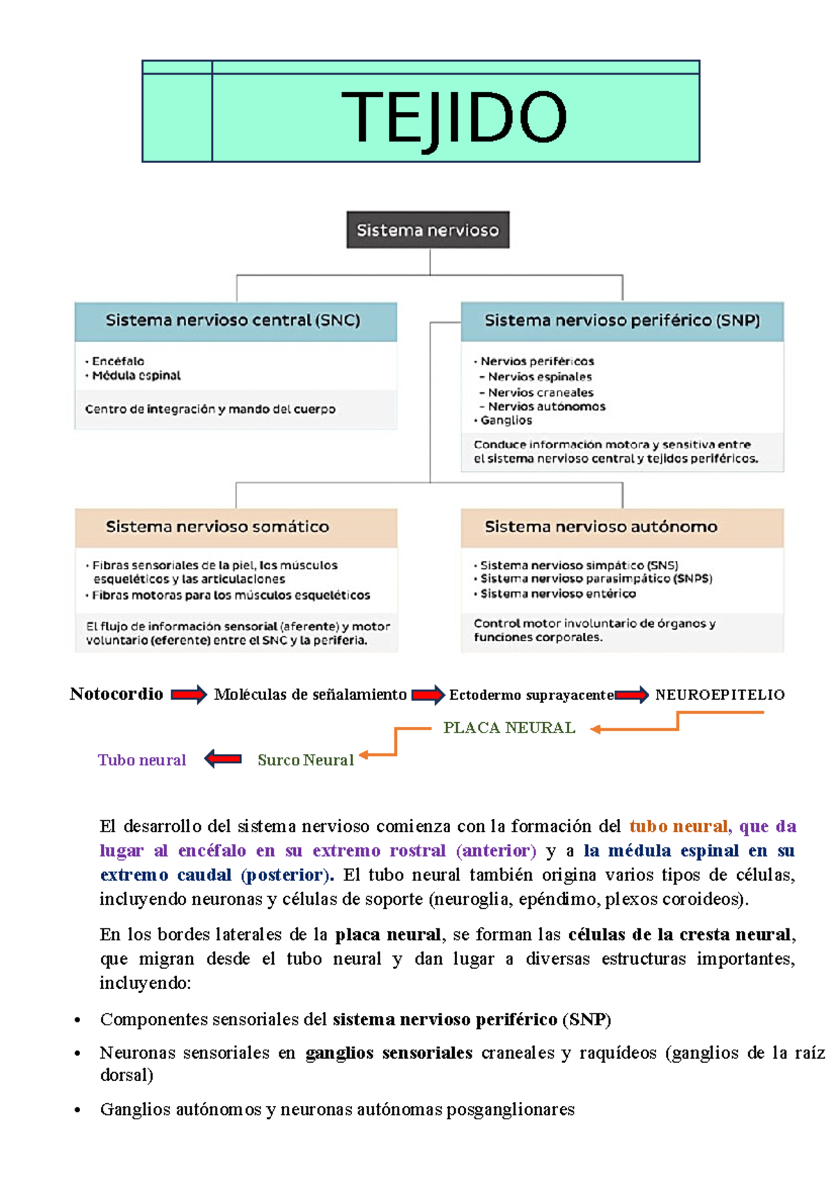 Resumen 2 Unidad Garnert - Notocordio Moléculas de señalamiento ...