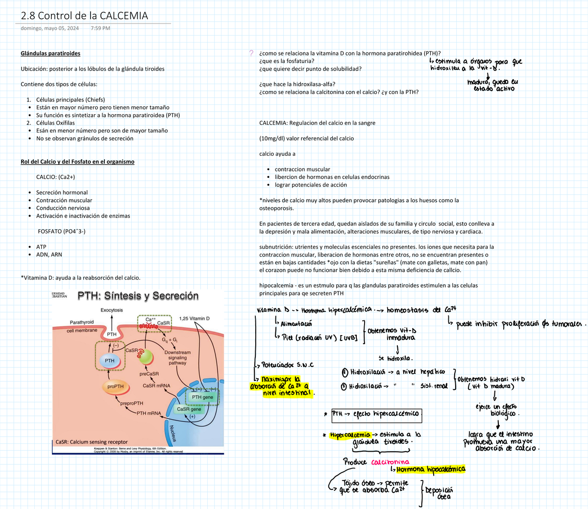 Calcemia fisiología - Fisiología Humana - Studocu