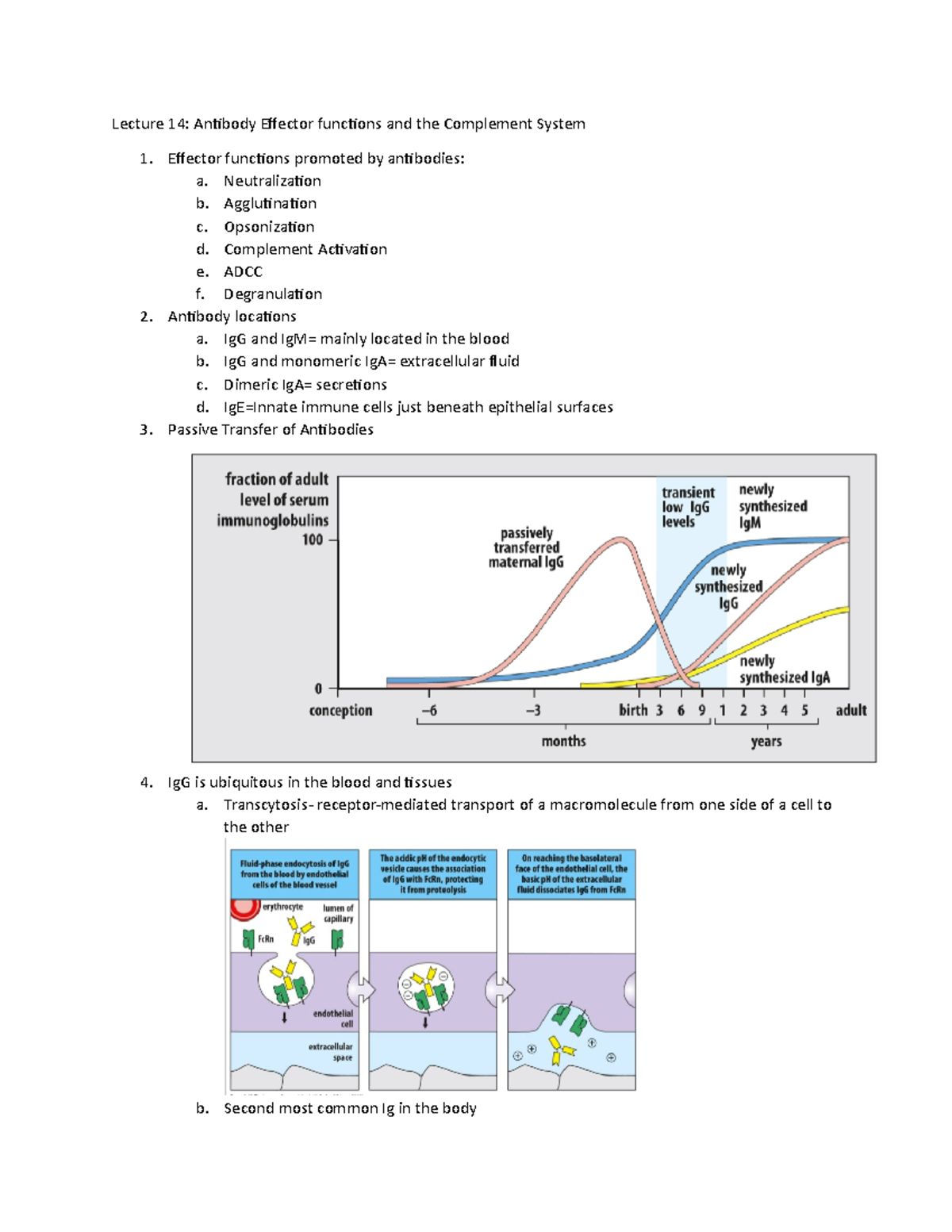 Lecture 14: Antibody Effector Functions and Complement Activation ...
