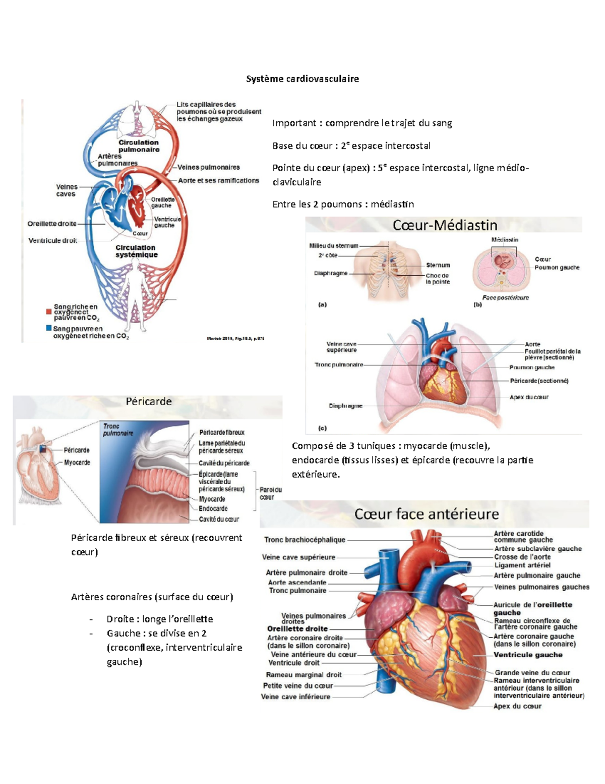 Système cardiovasculaire - Système cardiovasculaire Important ...