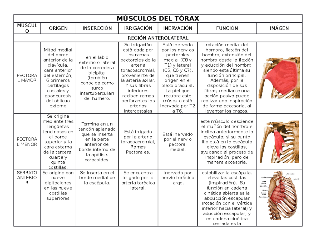 MÚ Sculos DEL TÓRAX - MÚSCULOS DEL TÓRAX MÚSCUL O ORIGEN INSERCCIÓN ...