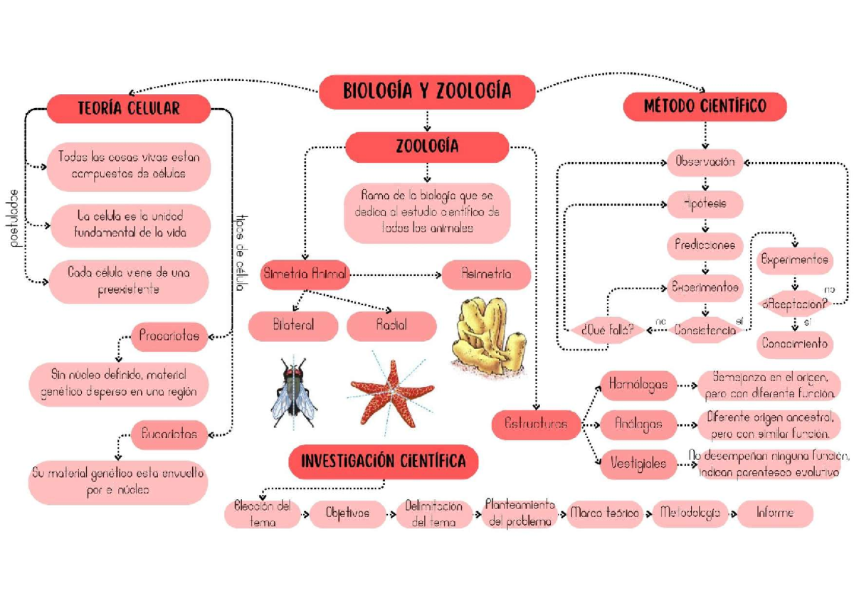 Mapa Conceptual Bio Animal - BIOLOGÍA Y ZOOLOGÍA TEORÍA CELULAR MÉTODO ...