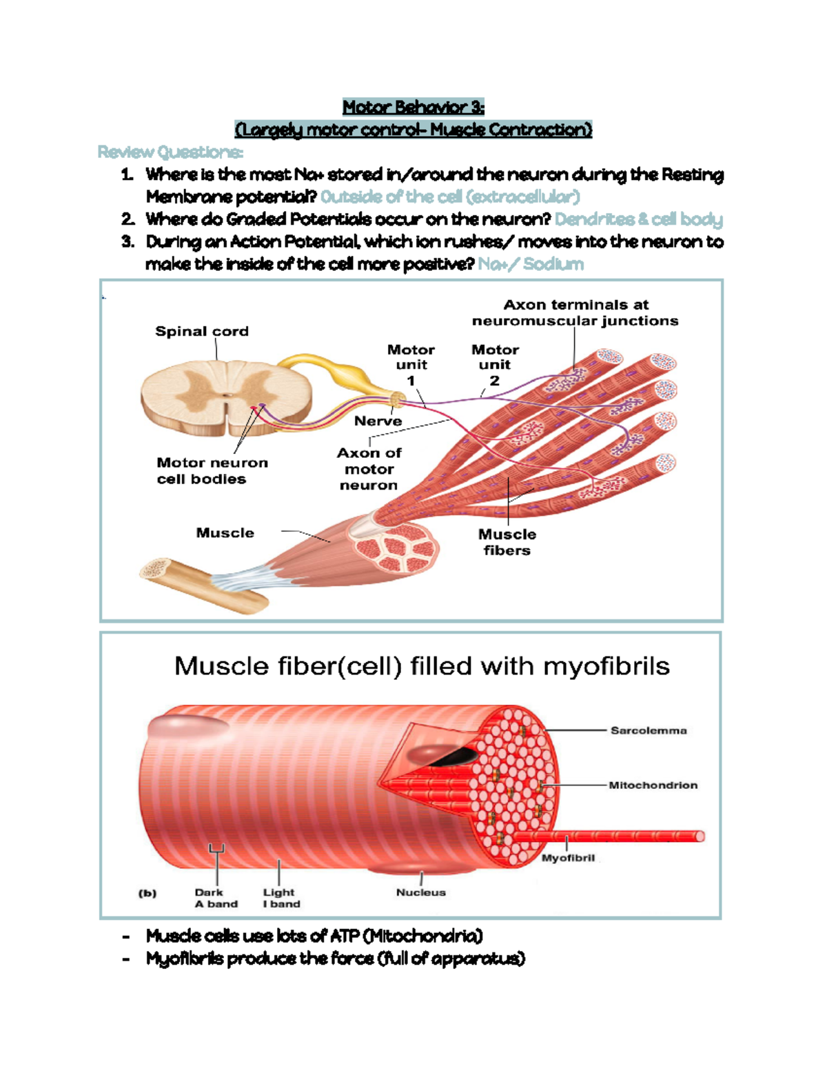 Motor Behavior 3 notes - Motor Behavior 3: (Largely motor control ...