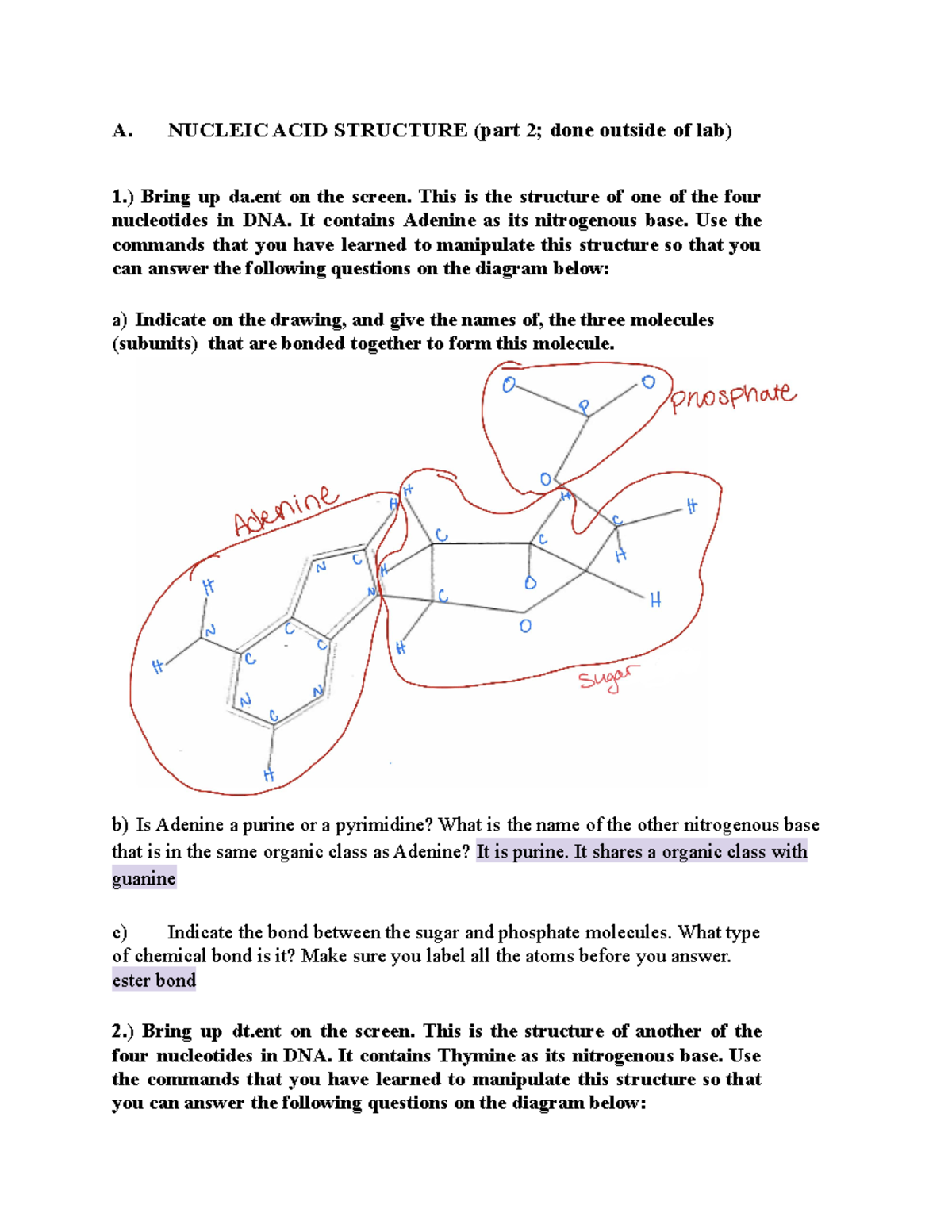 Copy of bio lab 4 - Copy of bio lab 4 - A. NUCLEIC ACID STRUCTURE (part 2; done outside of lab ...
