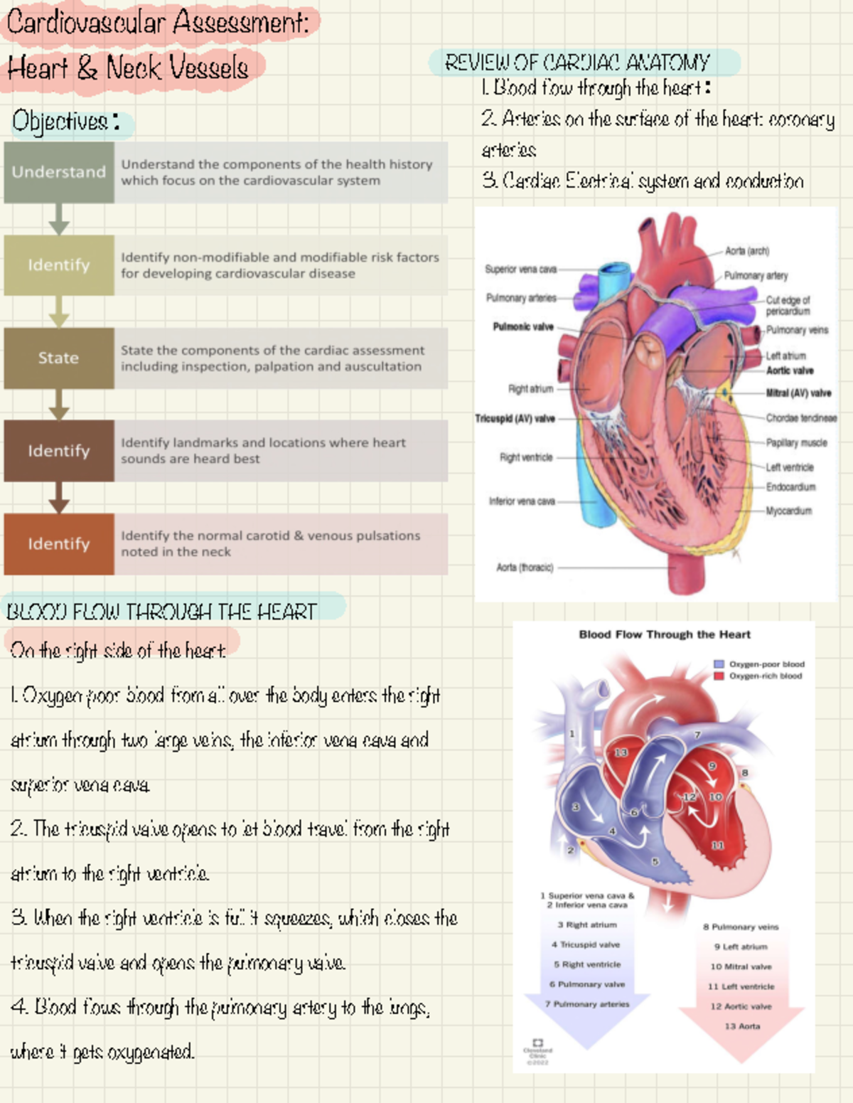 Cardiovascular Notes - Cardio assessment - ####### Cardiovascular ...