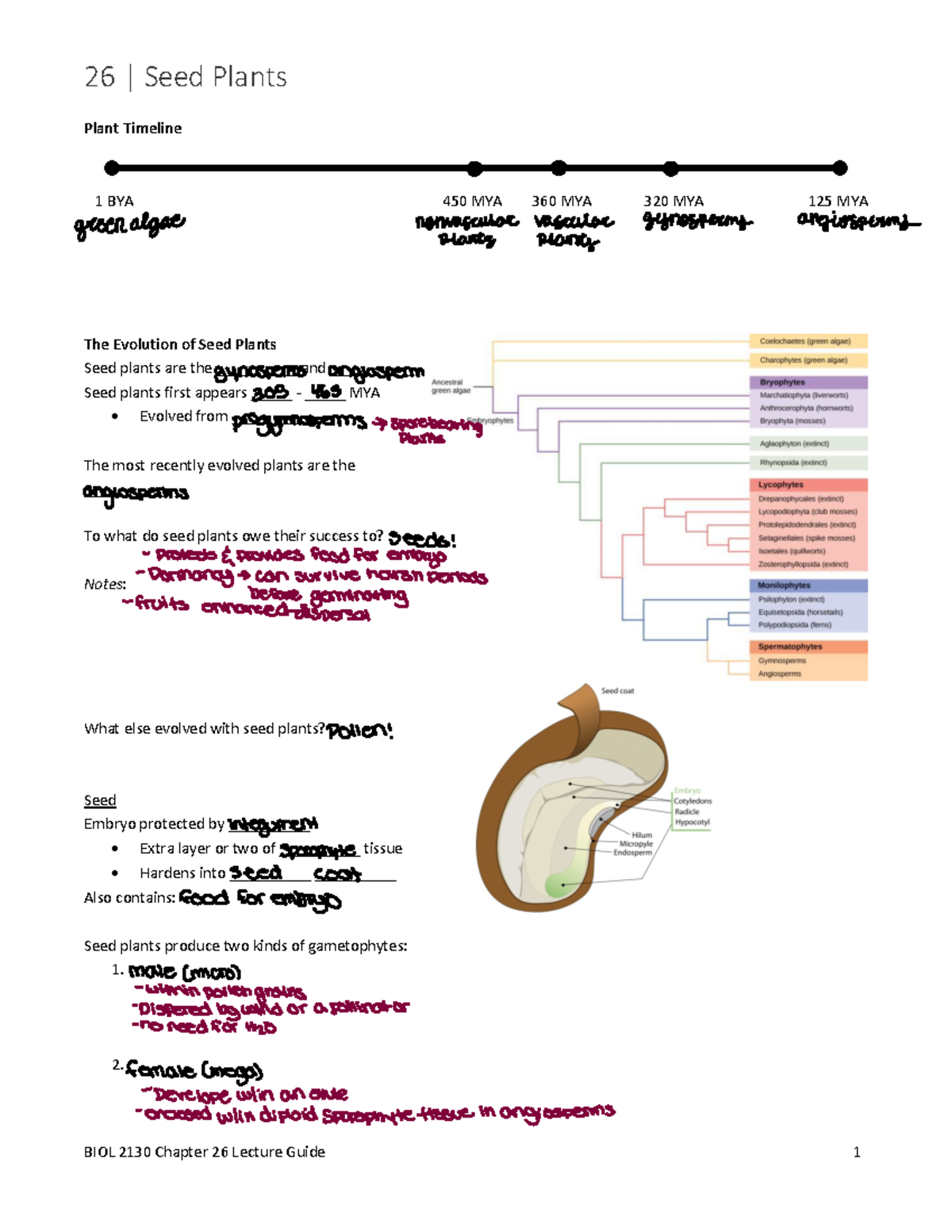 Bio 2130- Chapter 26 - 26 | Seed Plants Plant Timeline 1 BYA 450 MYA ...