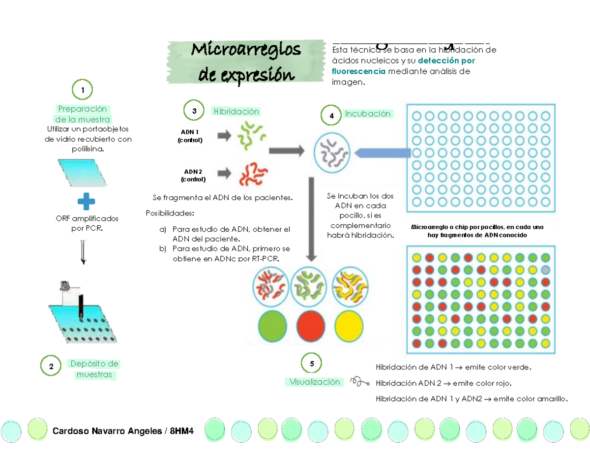 Esquema técnica de Microarreglos de expresión - Cardoso Navarro Angeles ...