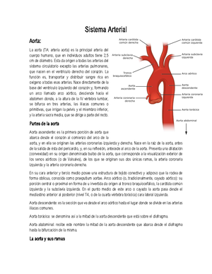 Sistema respiratorio 3 62346 downloable 2593461 - Anatomía humana y ...
