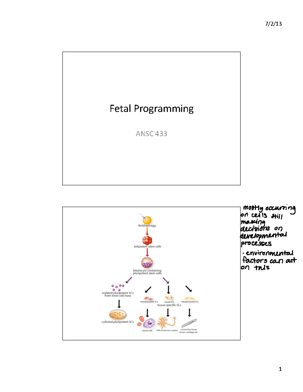 Fetal Programming - Fetal&Programming& ANSC&433& mostly occurring on ...
