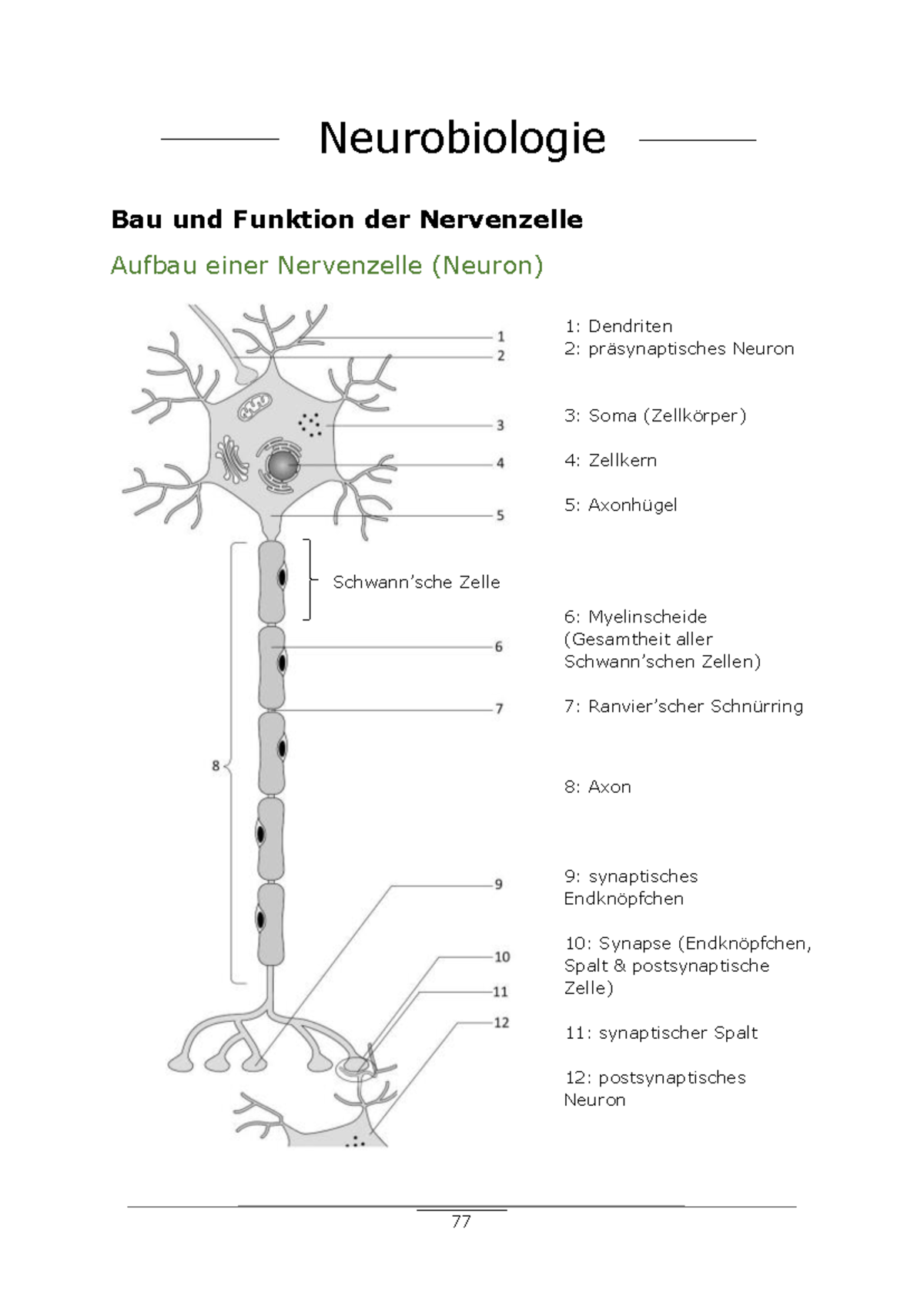 Neurobiologie - Neurobiologie Bau und Funktion der Nervenzelle Aufbau einer Nervenzelle (Neuron ...