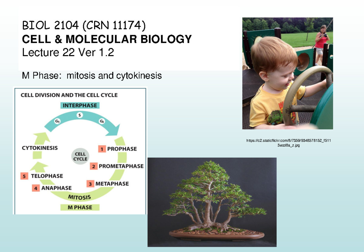 Biol2104 Lecture 22 Ver 1-2 - BIOL 2104 (CRN CELL MOLECULAR BIOLOGY ...