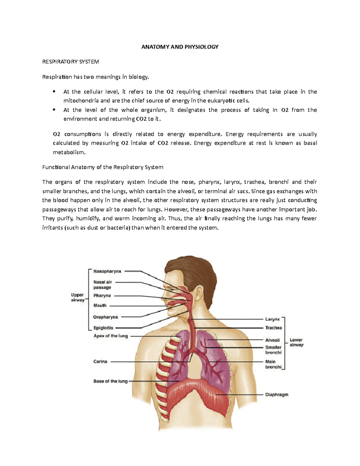 Anatomy- Physiology - ANATOMY AND PHYSIOLOGY RESPIRATORY SYSTEM ...