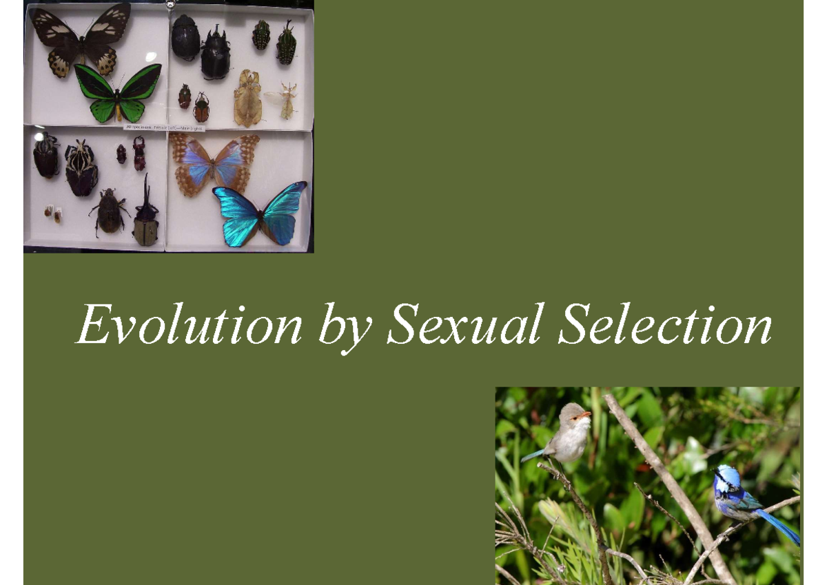 BS11002 - Sexual selection - Evolution by Sexual Selection Variation ...